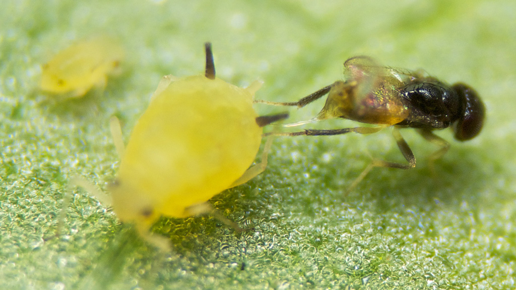 ムシをデザインしたのはダレ？: ツヤコバチ科 ( Aphelinus sp. ) 寄主体液摂取( Host-feeding )