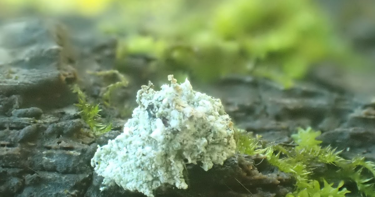 Springfield Plateau: Junk Bugs