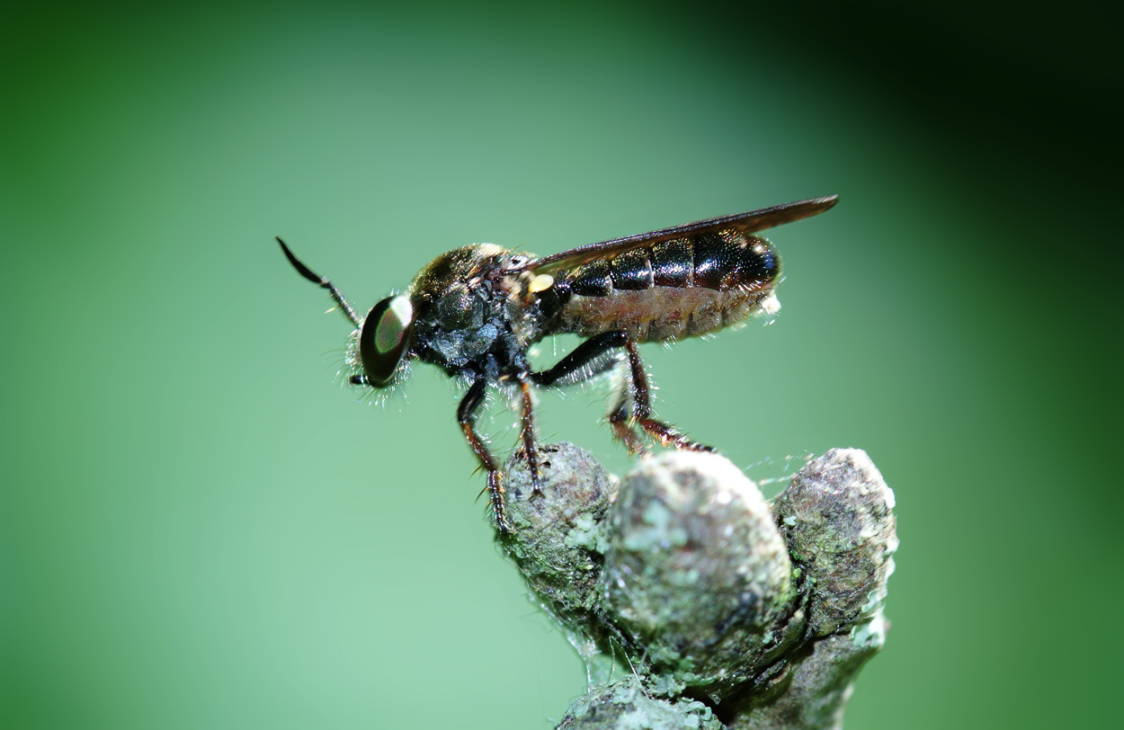 Máistir Nádúraí: Weekend Bug Hunting!