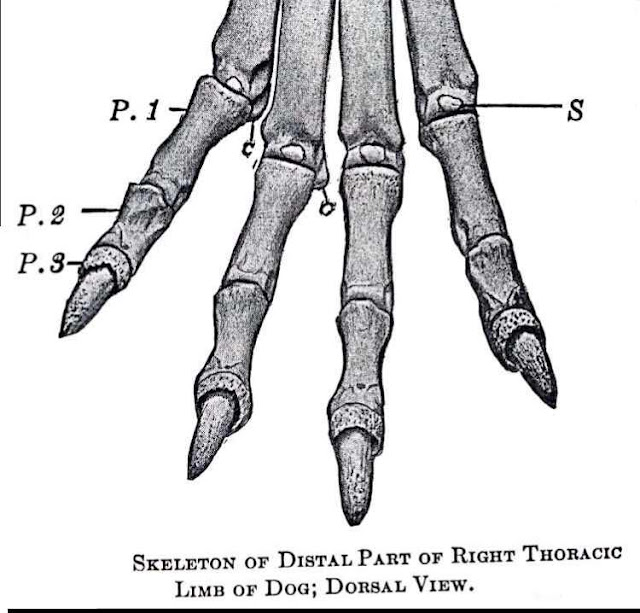 Digits of Forelimb | Gross Anatomy | Anjani Mishra