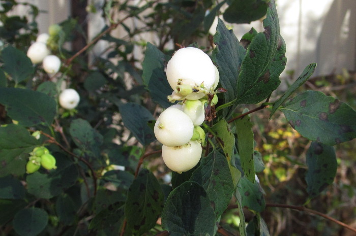 Nadezda's Garden and Home : Snowberry Bush ( Symphoricarpos )