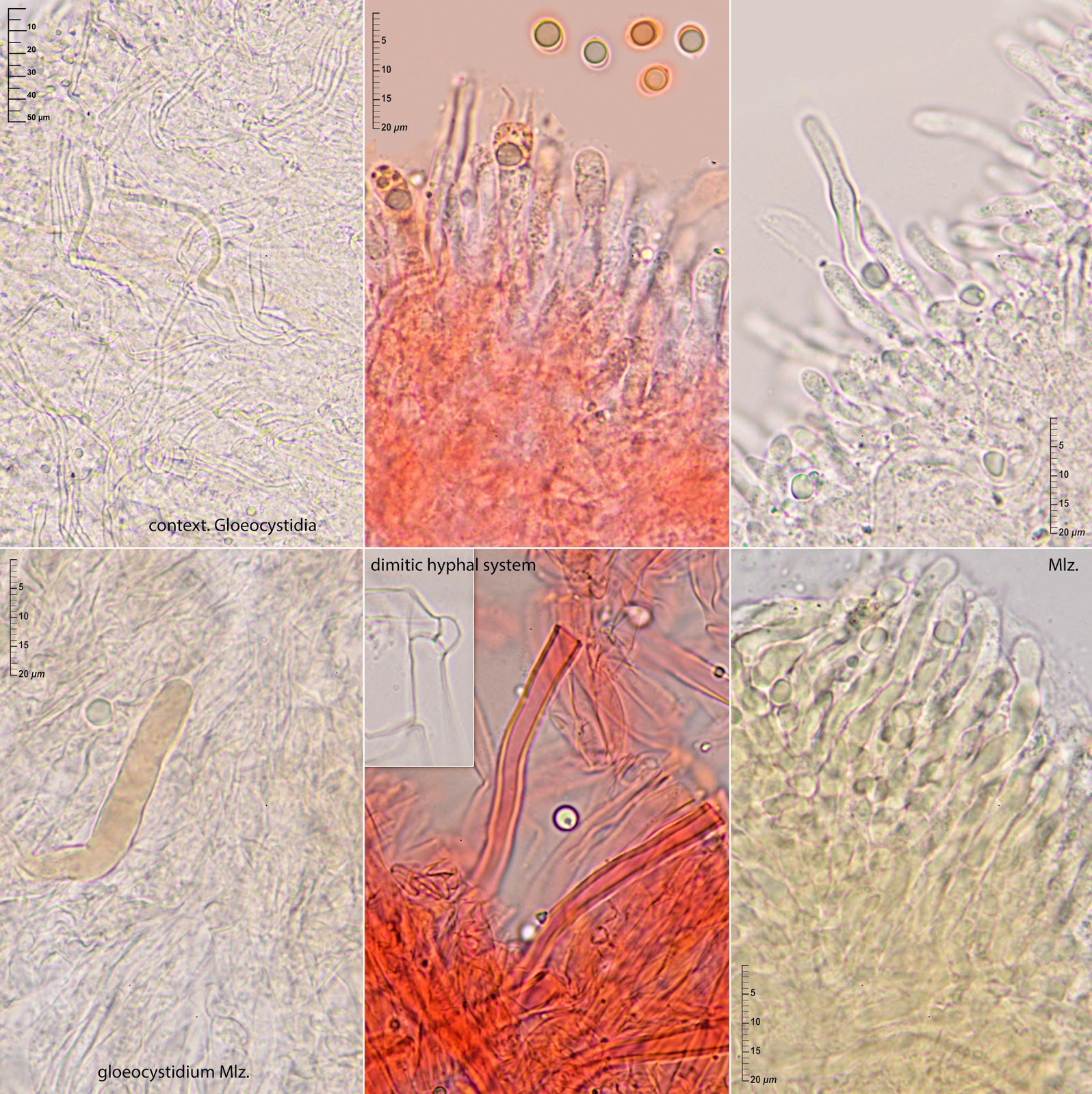 Podoscypha multizonata Berk. & Broome • CEMAS Orden Polyporales