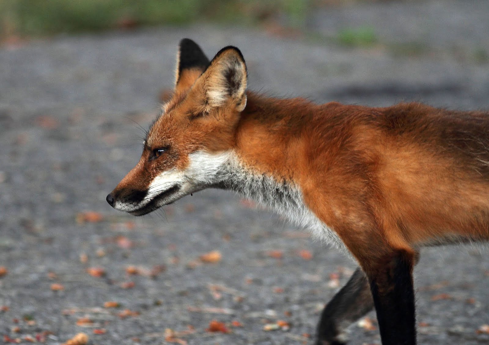 Ann Brokelman Photography: Red Fox - this year juvenile July 24 2011
