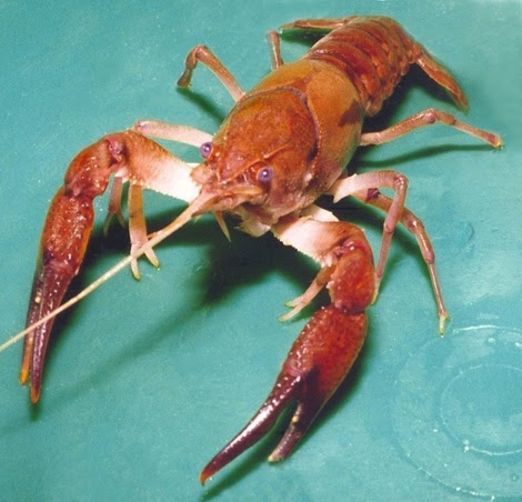 El crustáceo regio, en vías de extinción