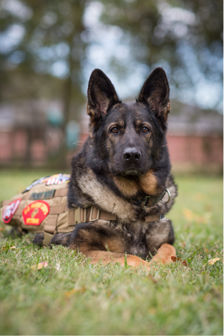 MOMMY BLOG EXPERT: Mission K9 Retired Working Dogs Rescue