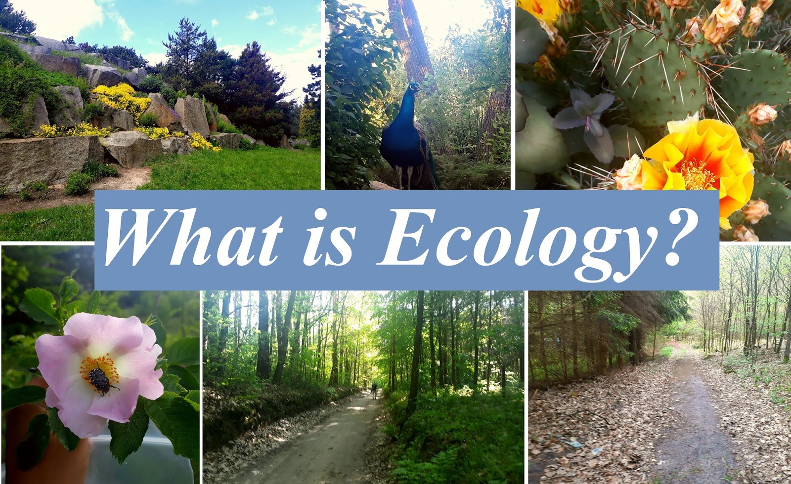 What is Ecology?