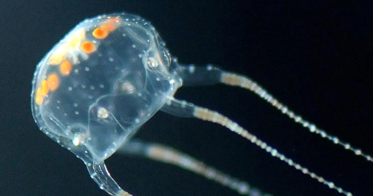 Sciency Thoughts: Copula sivickisi: Understanding how the behaviour of ...