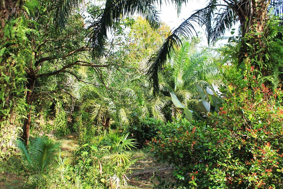 The Kambatik Park, Bintulu.: The jungle and open space