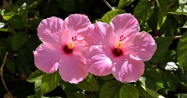 How To Fertilize Hibiscus Basic Guide How To Fertilize Hibiscus Basic Guide