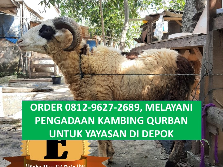 ORDER 0812-9627-2689, Melayani Partai Besar Kambing Qurban di Depok