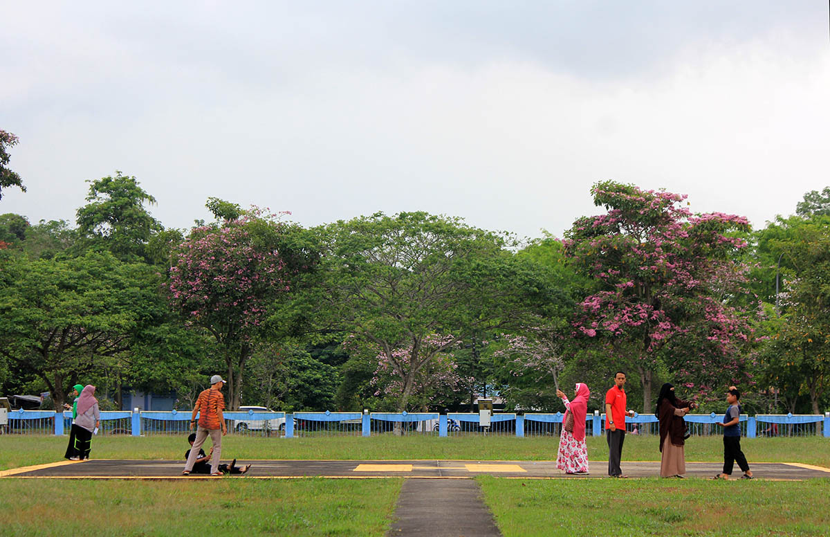 Mekarnya Bunga Sakura di Kawasan Industri Batamindo Muka Kuning Batam ...