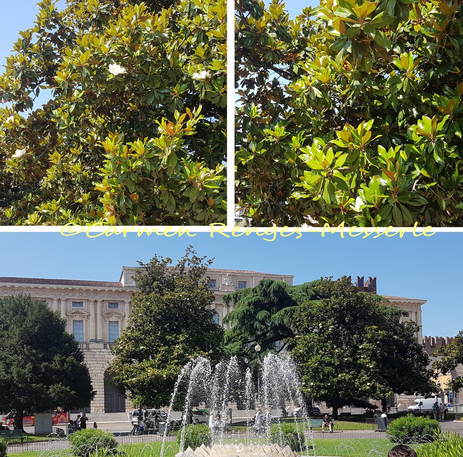 Între vis si realitate 2: Floare de FICUS