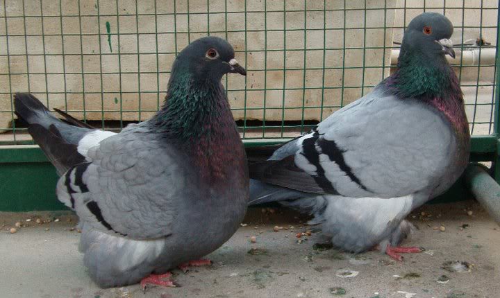 French Mondain | BD PIGEONS