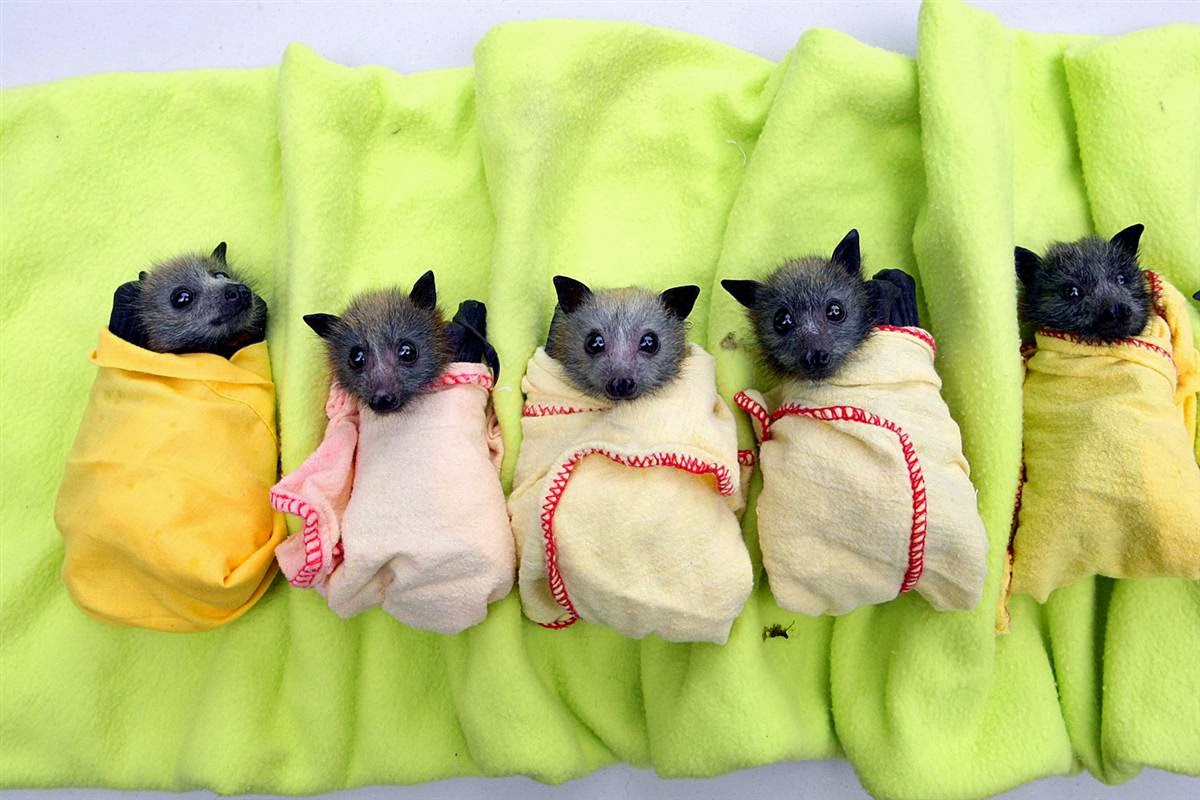 Cute Funny Animalz: Funny Bat 2014 Images