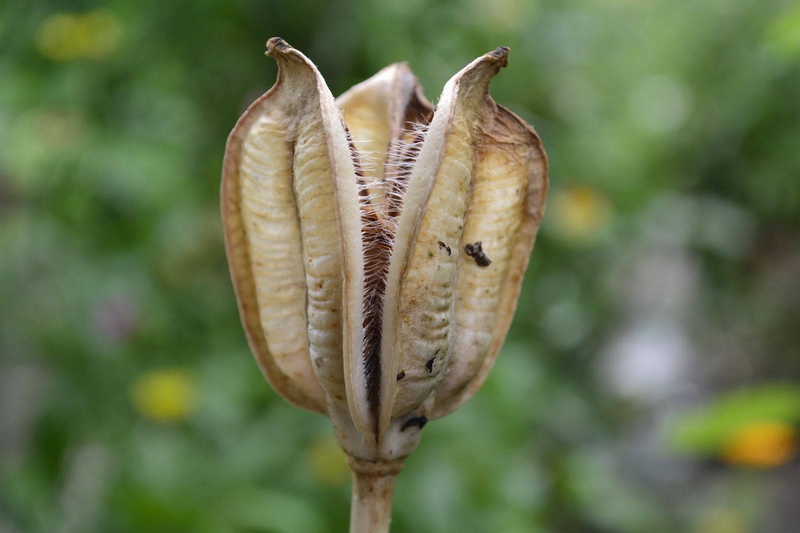 cele patru anotimpuri: Lalele - semințe