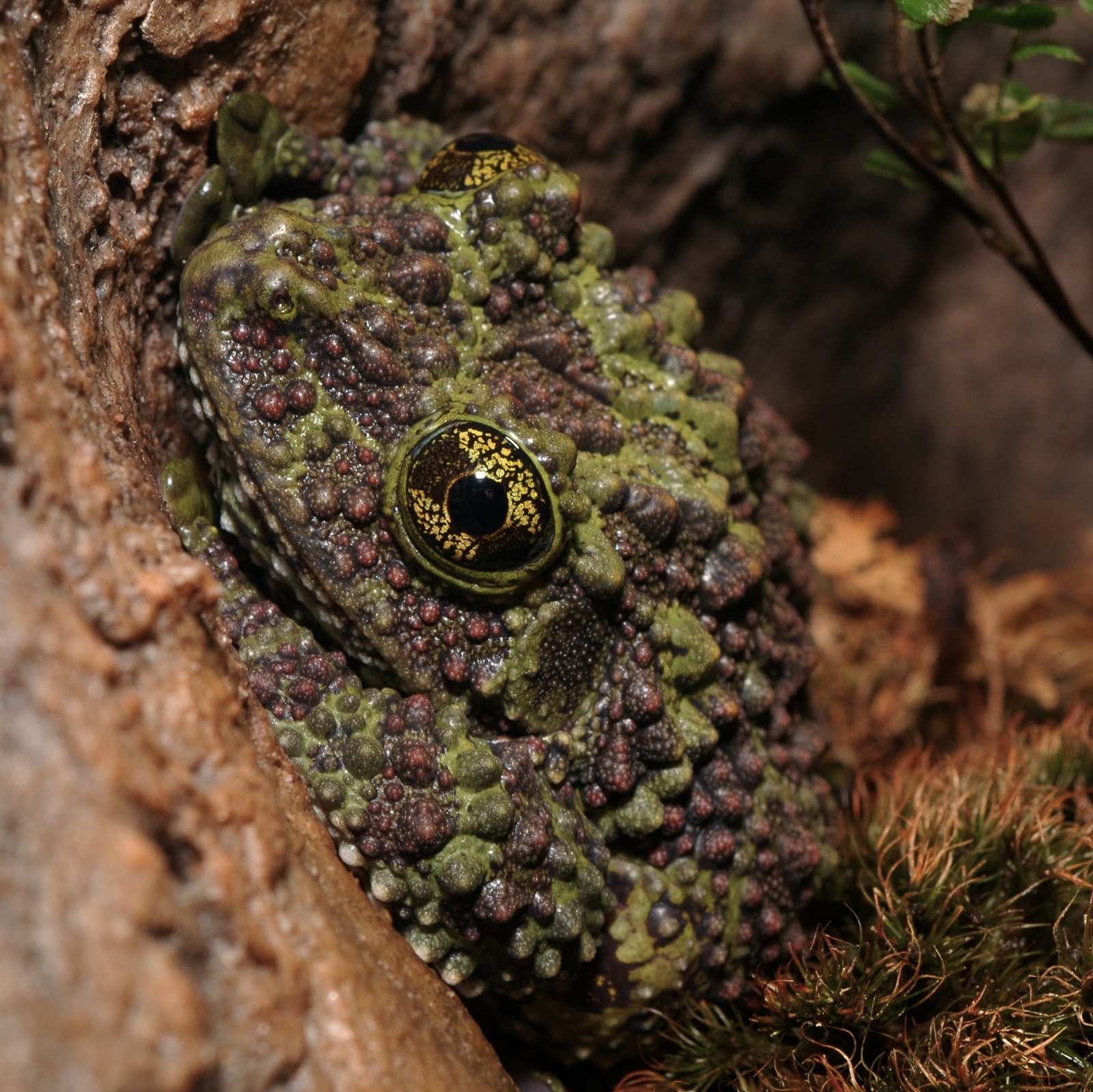 Real Monstrosities: Vietnamese Mossy Frog