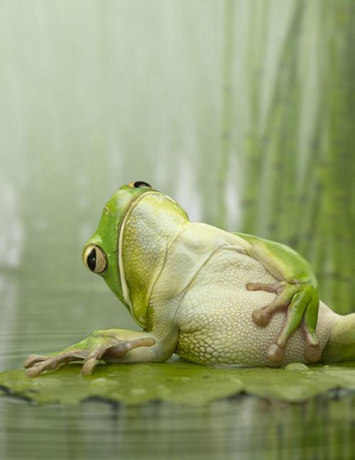Motivational Stories: Two Frogs Fell In The Pit