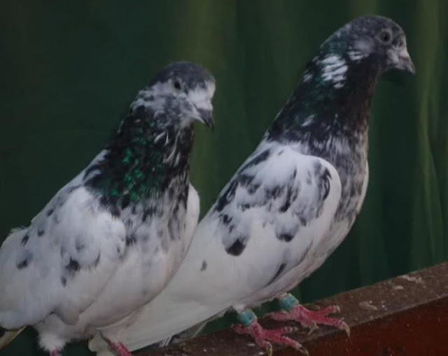 Pakistani Tipplers (Kabootar Baaz) | UK & USA Pigeons | Fancy Pigeons ...
