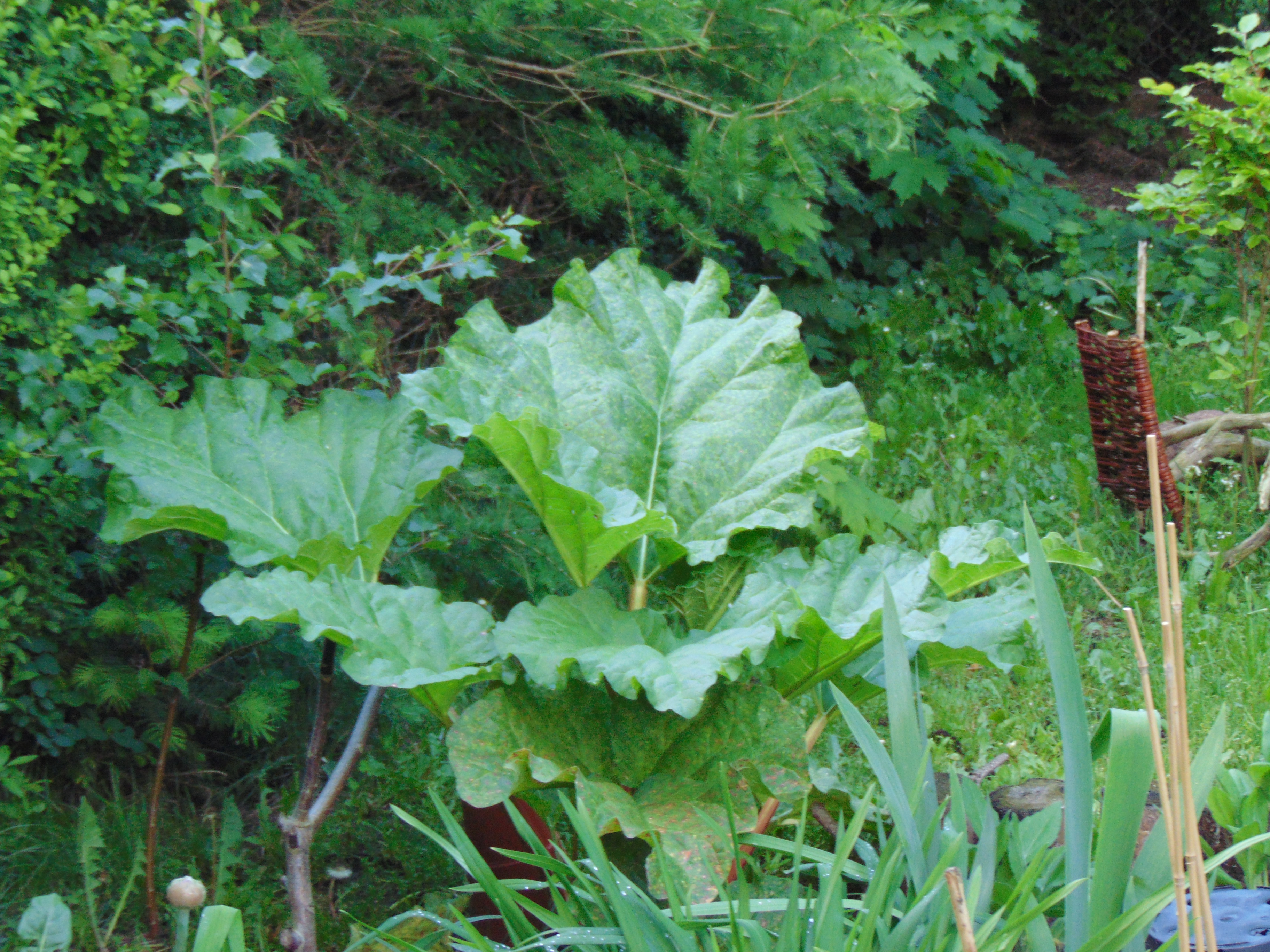 Dzika Kura w pastelowym Kurniku: Ciągle pada...