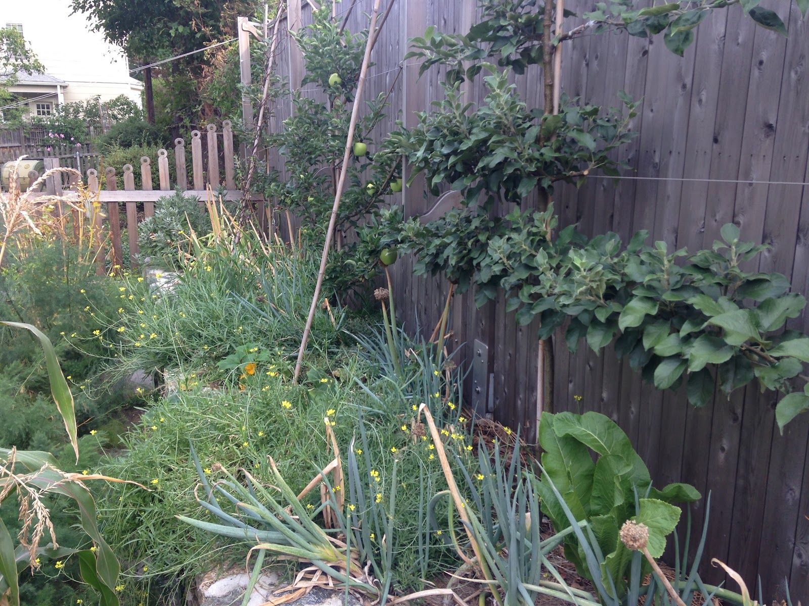 Tooling Up: Urban Micro-Orchard Year 3