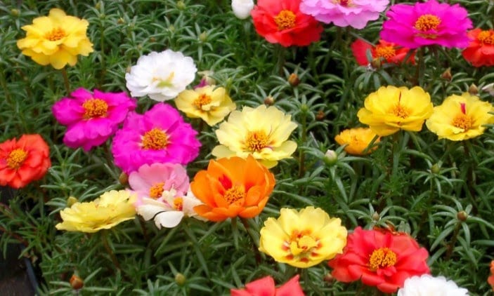 Cara Menanam Bunga Pukul Sembilan