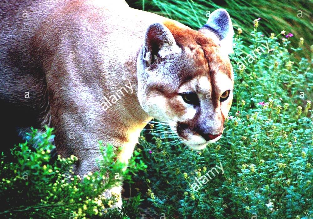 Cougar - Catamount Cat