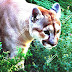 Cougar - Catamount Cat