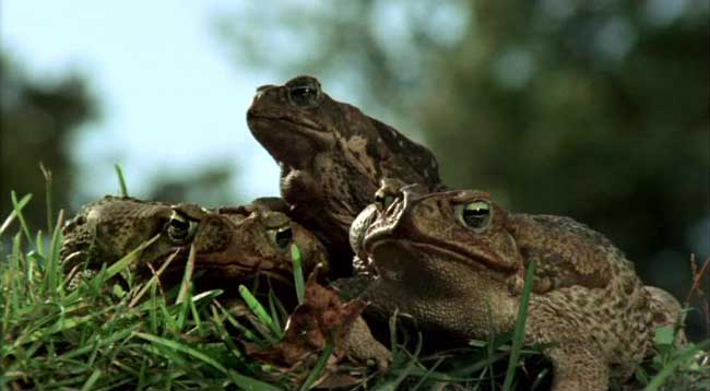 CCC: Clayton's Cinema Countdown : Frogs (1972) Review