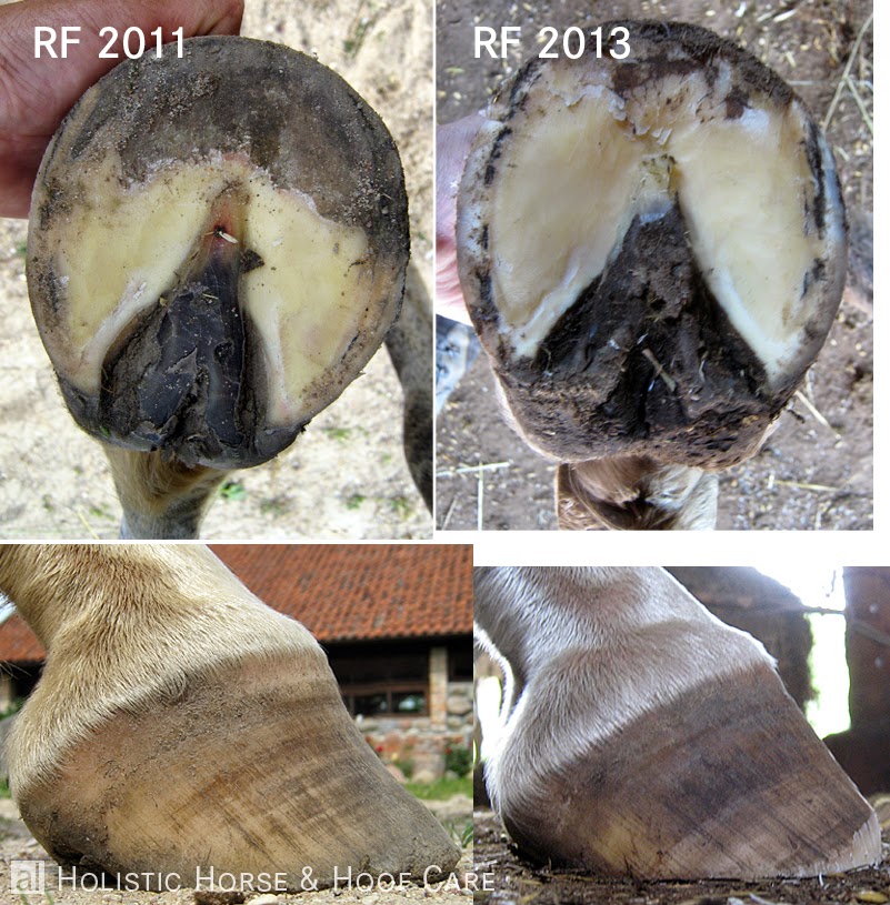 al Holistic Horse & Hoof Care: Species appropriate living conditions as ...