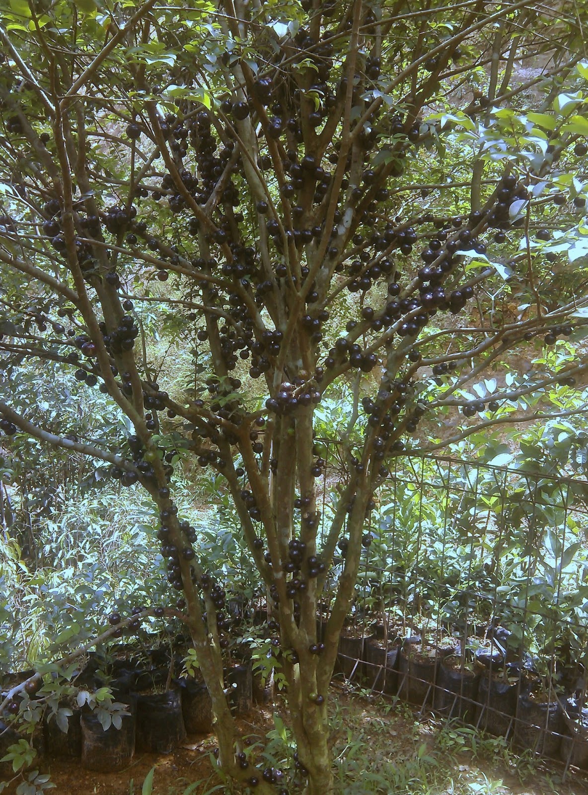 Aneka Bibit Malang: Anggur Brazil /Jaboticaba / Anggur Brazil