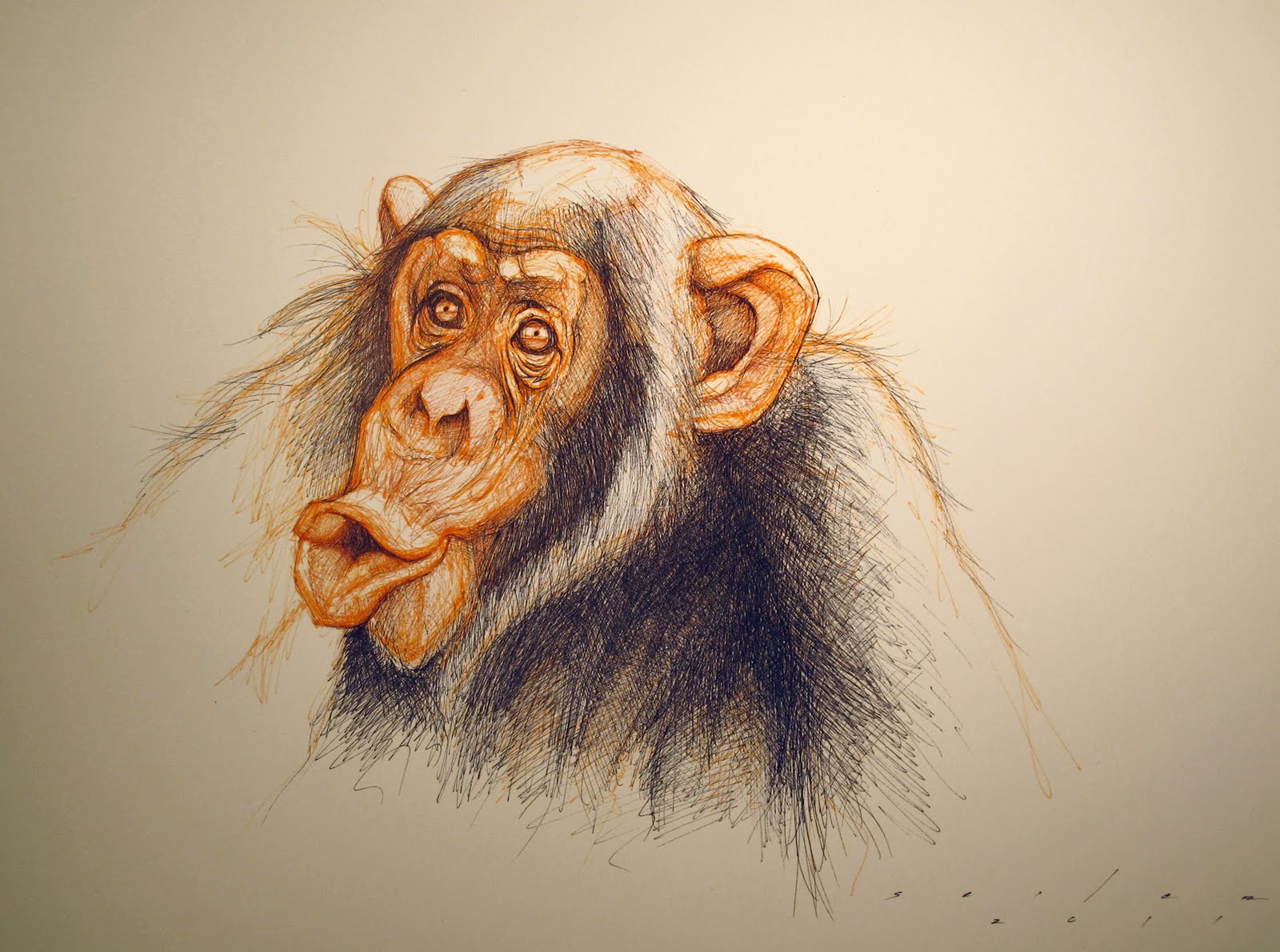 It's funny because it's true: Chimp sketch.