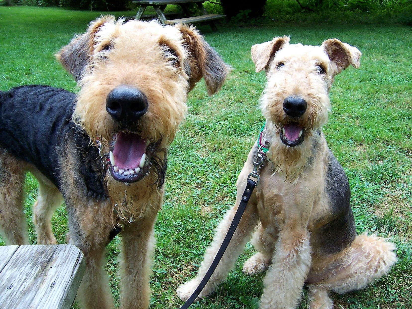 Molly the Airedale: Rainbow Bridge Remembrance on Nature Friday