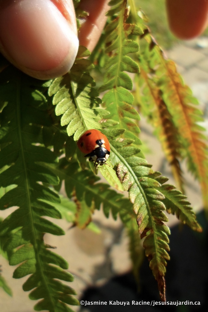 Bébittes au jardin?