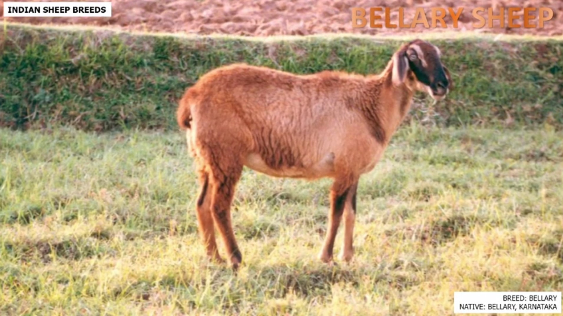 Most Popular Sheep Breeds of India
