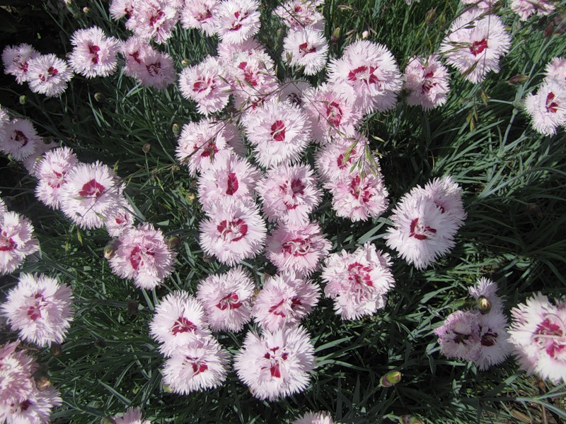 GREEN DESIGN: Гвоздика перистая - Dianthus plumarius