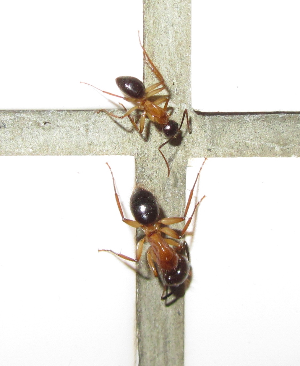 Hiking Curaçao - Flora and Fauna: Small invaders