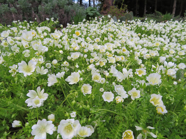 Native Plants of Spring