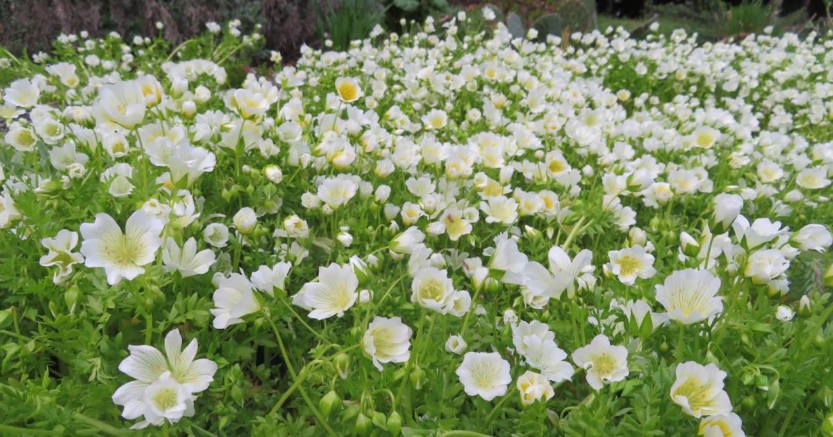 Native Plants of Spring