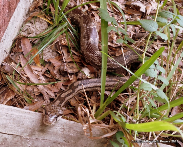 PURE FLORIDA: THANK YOU, BIG BARN RATSNAKE!