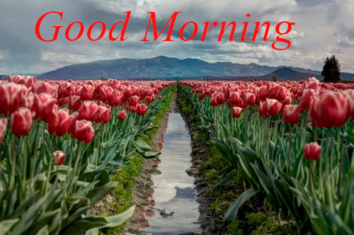 Top 10 Good Morning Happy November Images, Greetings, Pictures for ...