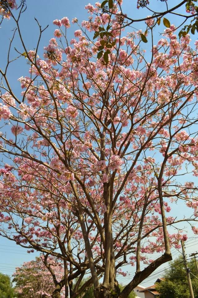 Flor de madeira: IPÊ ROSA
