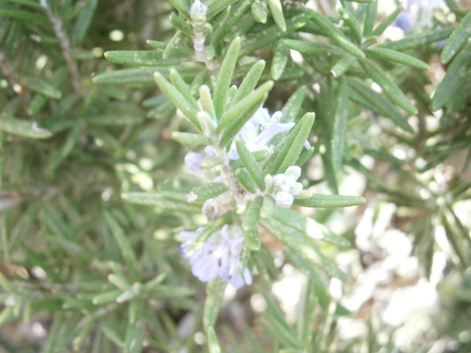 Plantes et Fleurs de mon Jardin: Romarin