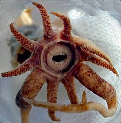 Promachoteuthis Sulcus: April 2014