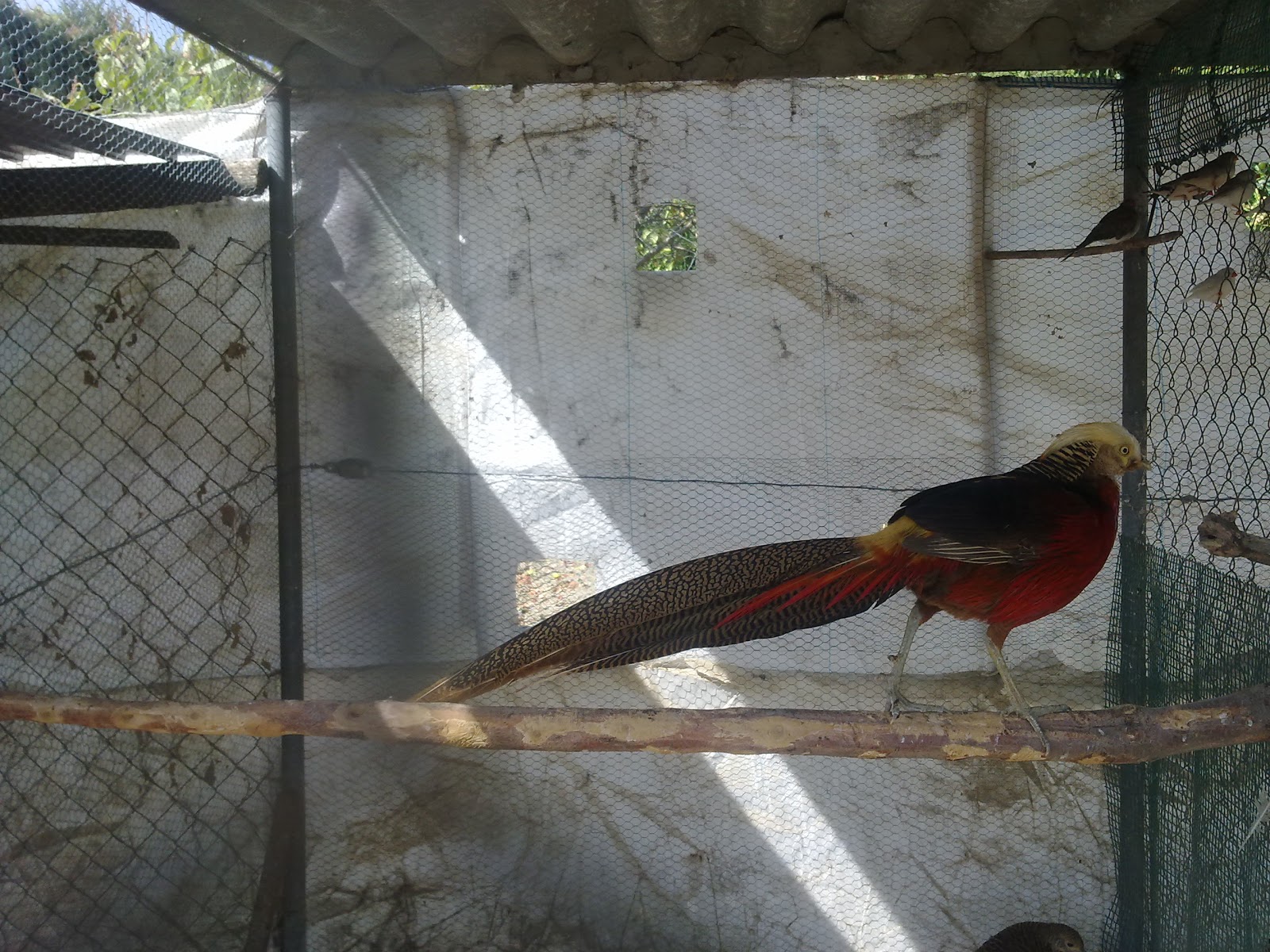 GaldiAves: FAISAN DORADO