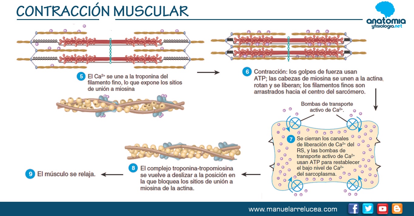 Anatomía y Fisiología: CONTRACCIÓN MUSCULAR