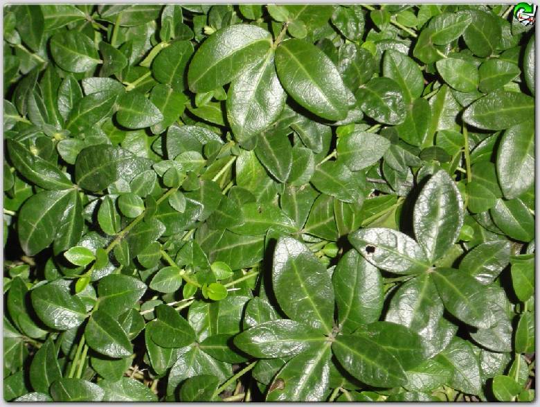 UNL Woody Plants: Vines & Ground Covers