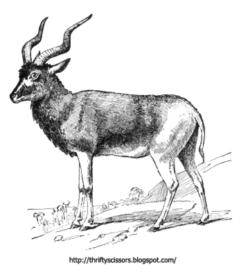 Addax Drawing