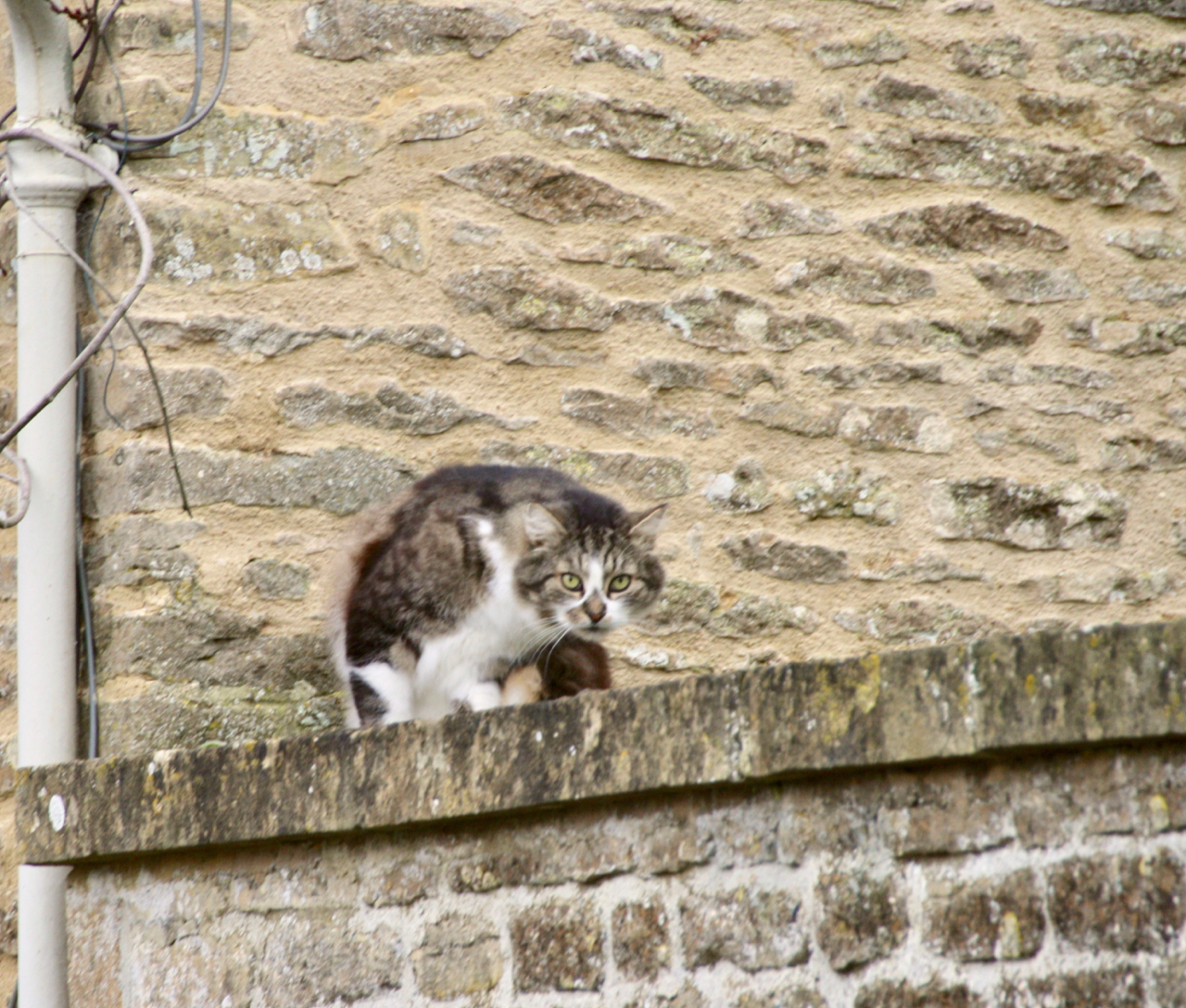 George Online Cat. Author and Behaviourist.: cats train humans