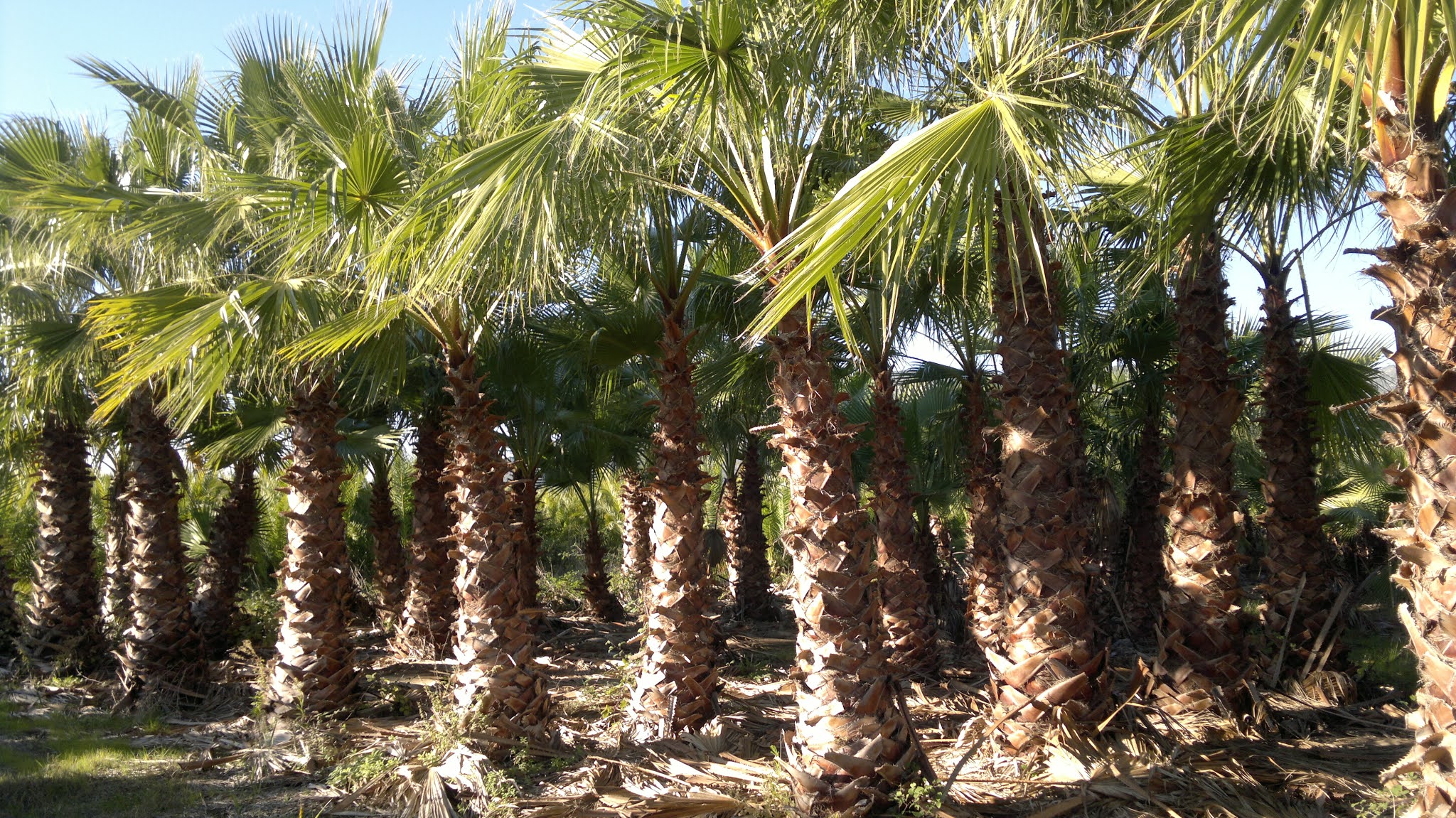 ΦΥΤΩΡΙΑ ΔΕΛΤΑ NURSERIES DELTA TREES LTD