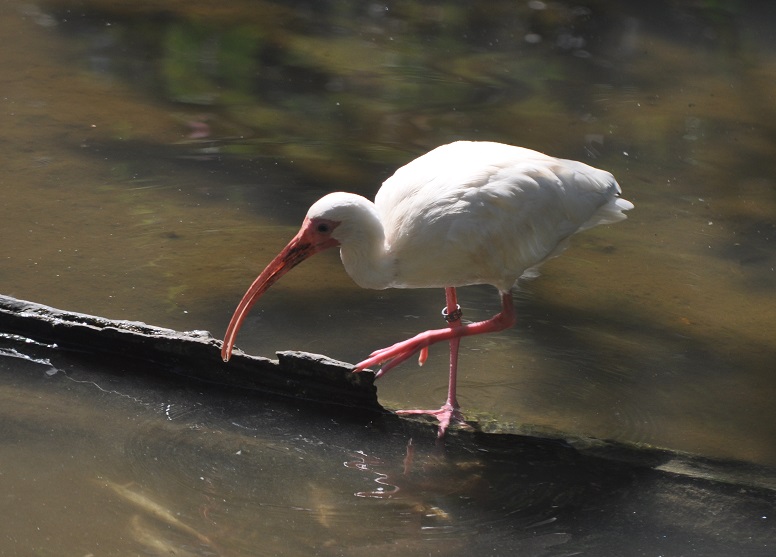 ZOOTOGRAFIANDO (6.100 ANIMALS): IBIS BLANCO AMERICANO / WHITE IBIS ...